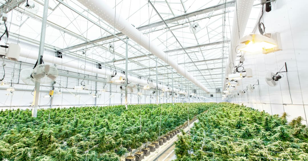 Legal Cannabis Operators Warned of Growing Legal Threats from Cashless ...